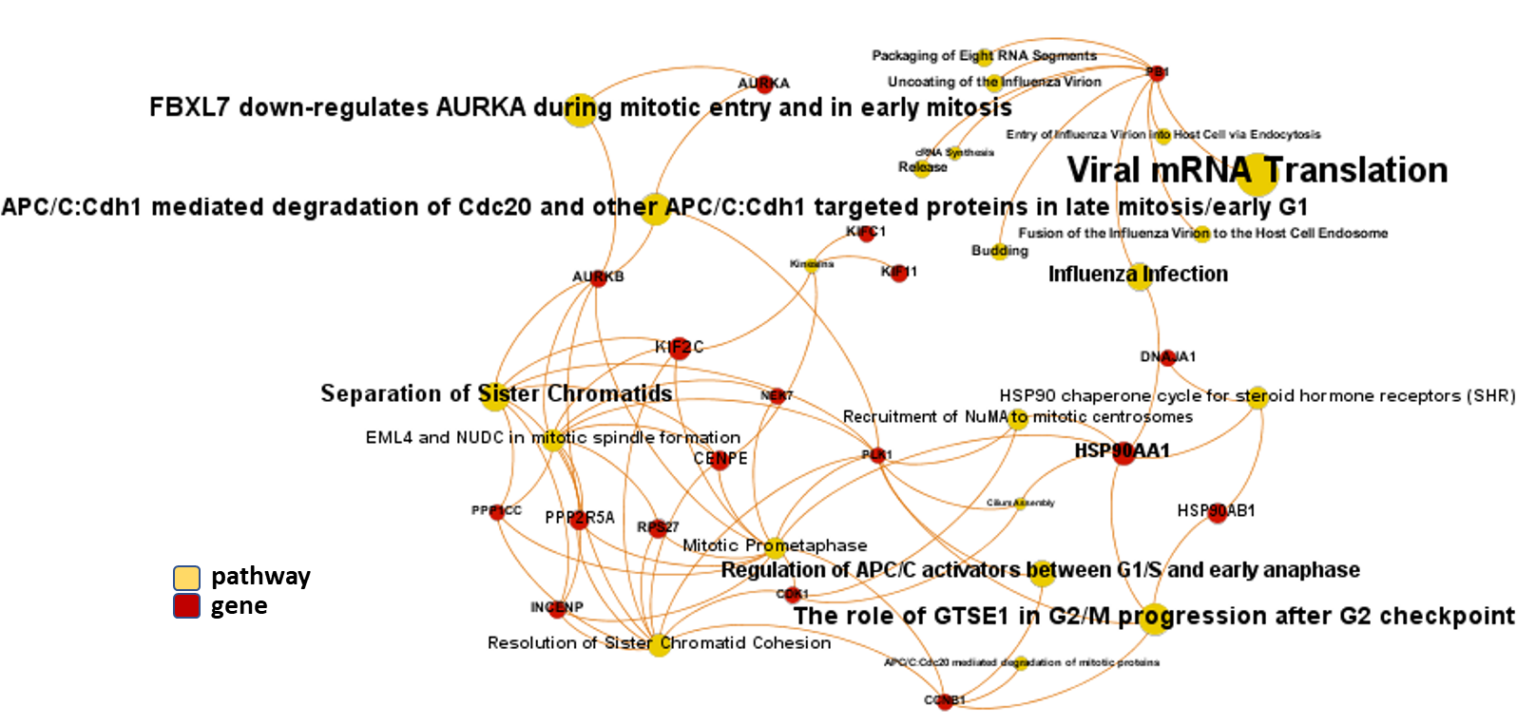 SARS coronavirus. Viral and host pathways analyis